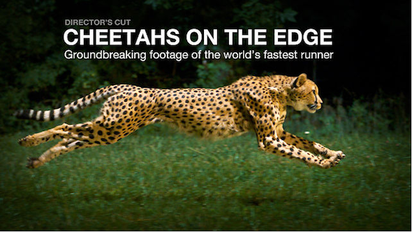 Nat Geo Wild announces Big Cat Week – SEENIT